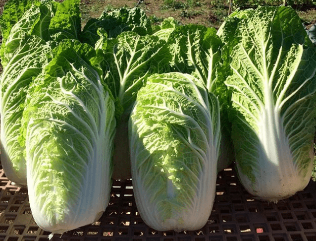 Bilko Napa F1 Cabbage - Gaia Organics