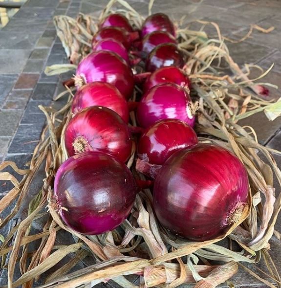 Cabernet F1 Onion - Gaia Organics