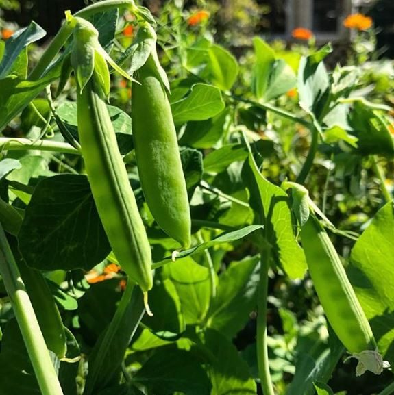 Cascadia Snap Pea - Gaia Organics