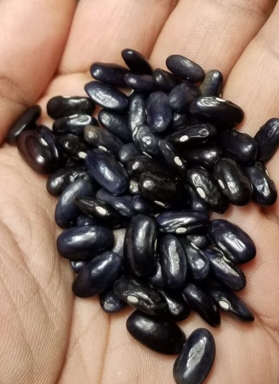 Cherokee Trail of Tears Bean - Gaia Organics
