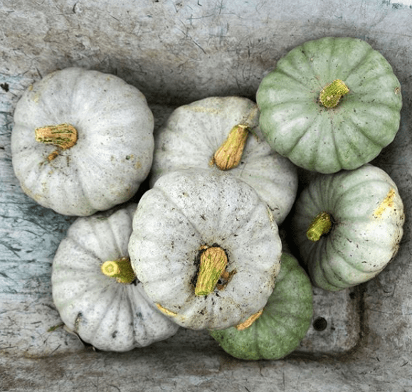Crown Pumpkin - Gaia Organics