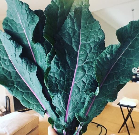 Dazzling Blue Kale - Gaia Organics