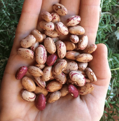 Early Mohawk Bean - Gaia Organics
