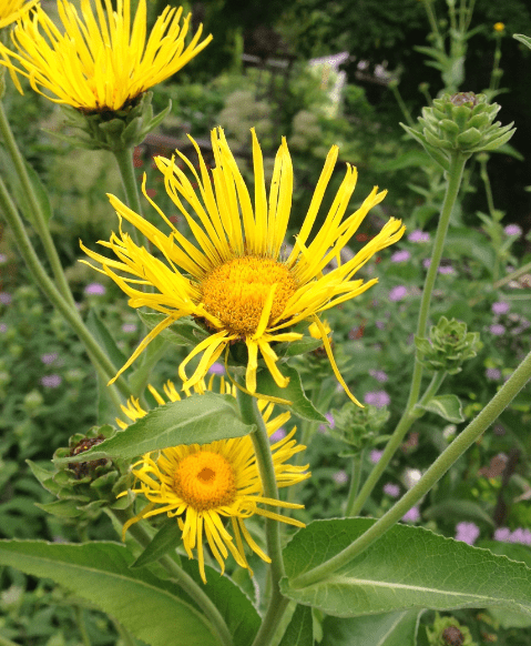 Elecampane - Gaia Organics