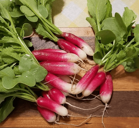 What Does French Breakfast Radishes Taste Like at Christopher Hooke blog