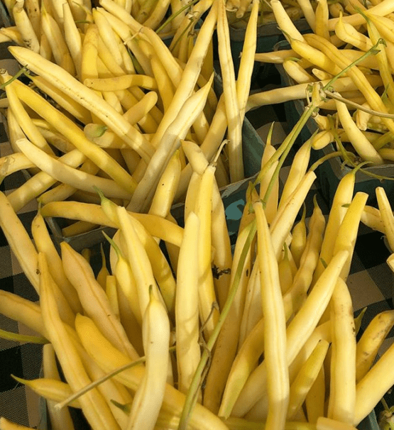 Gold Rush Yellow Wax Bean - Gaia Organics