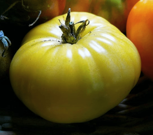 Great White Tomato - Gaia Organics