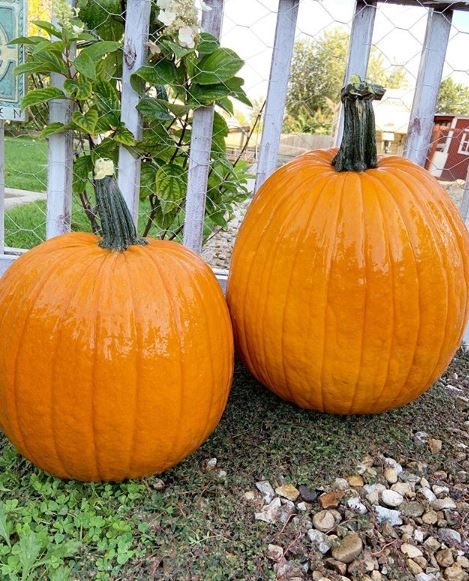 Howden Pumpkin - Gaia Organics