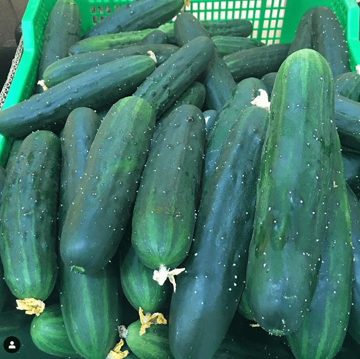Marketmore 76 Cucumber - Gaia Organics
