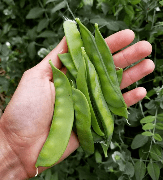 Oregon Sugar Pod Snow Pea - Gaia Organics