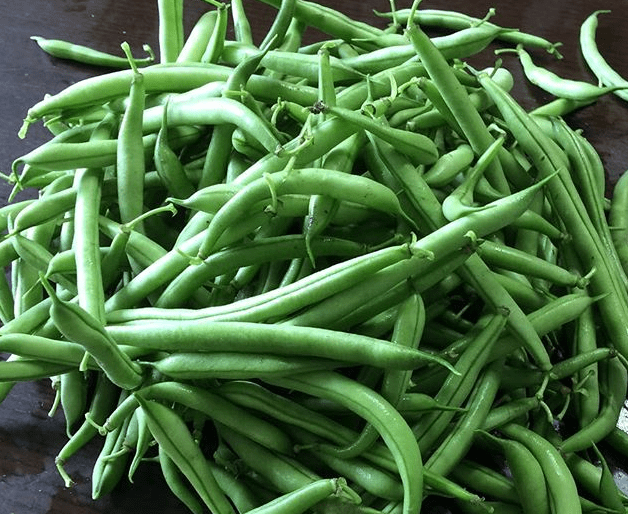 Provider Bean - Gaia Organics