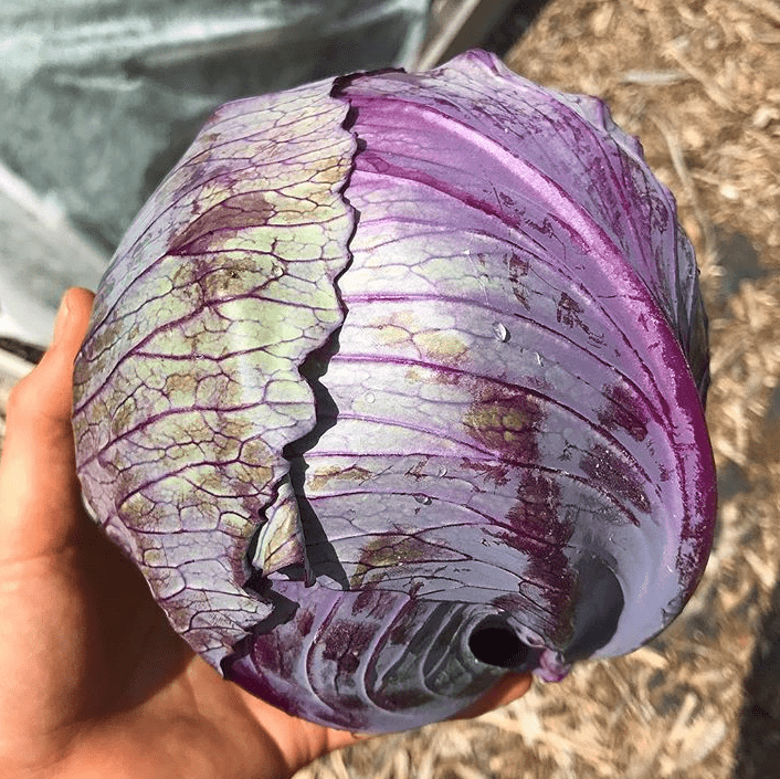 Red Express Cabbage - Gaia Organic Seeds