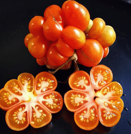 Reisetomate Tomato | Gaia Organic Seeds