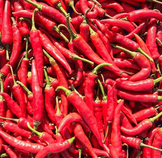 Ring of Fire Cayenne Hot Pepper - Gaia Organics