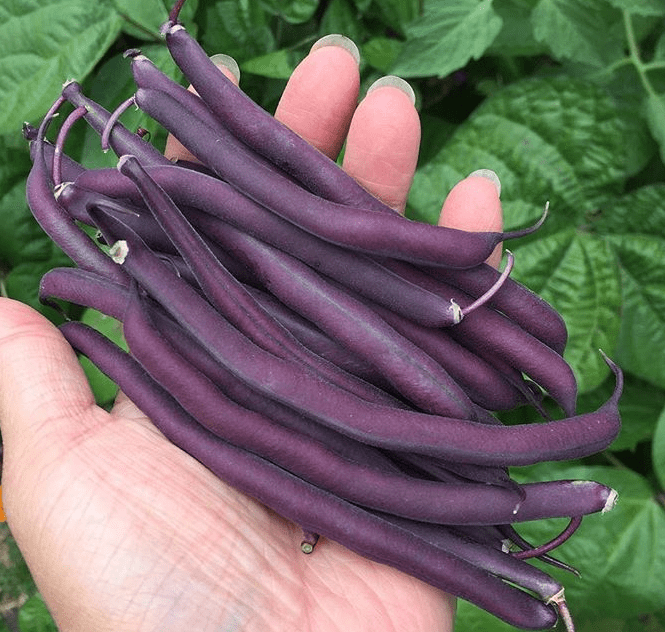 Royal Burgundy Bush Bean - Gaia Organics