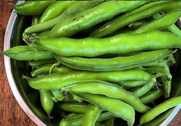 Windsor Fava Bean - Gaia Organics