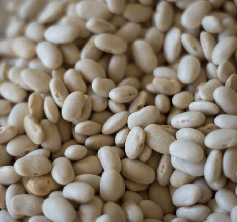 Zolfino Bean - Gaia Organics