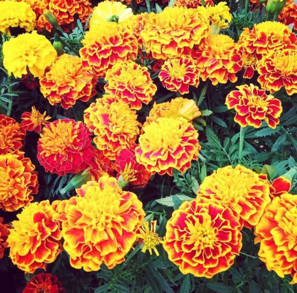 African Marigold - Gaia Organics