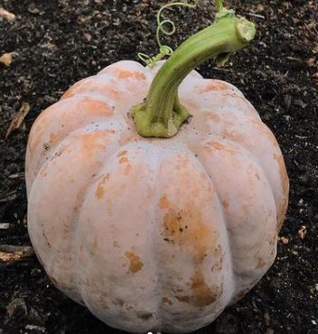 Autumn Frost F1 Winter Squash - Gaia Organics