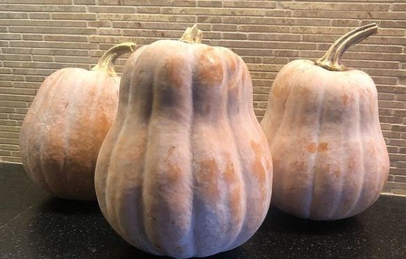 Autumn Frost F1 Winter Squash - Gaia Organics