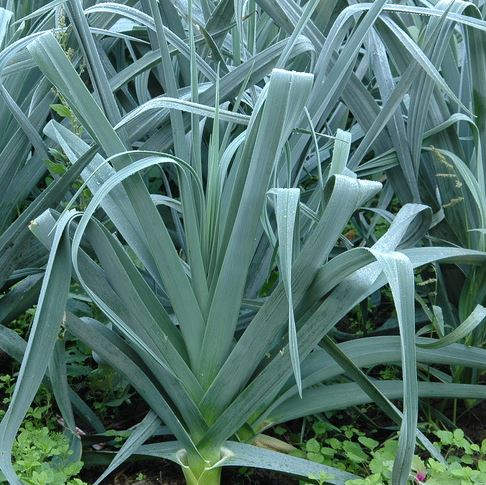 Belgian Breeder's Winter Leek Mix - Gaia Organics