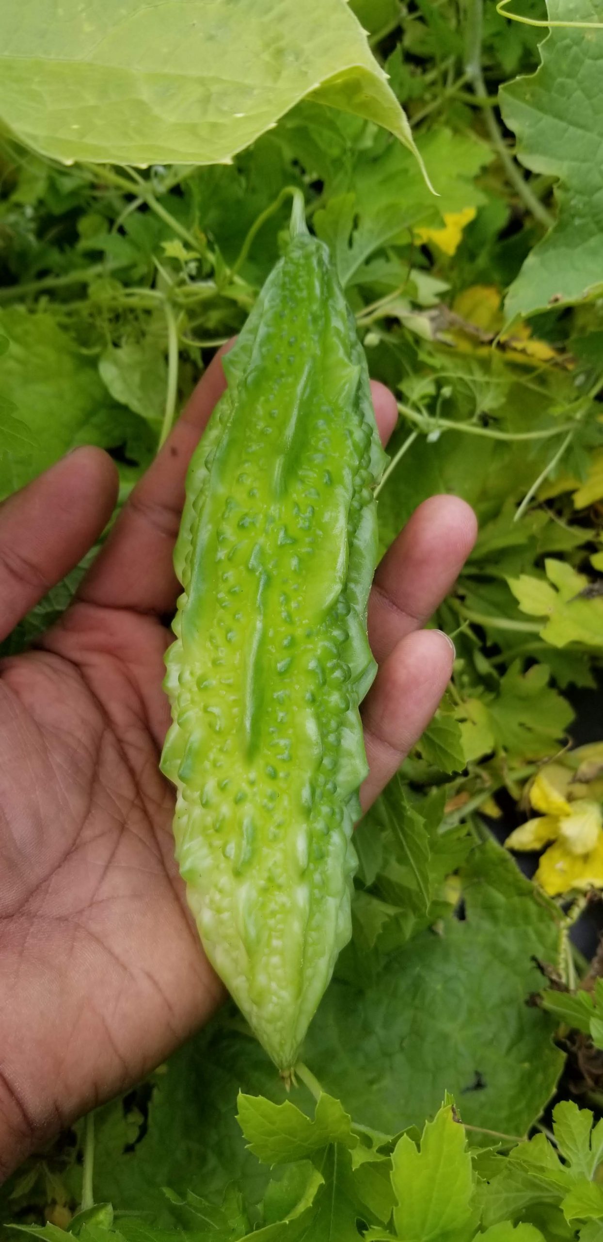 Japanese Bitter Gourd - Gaia Organics