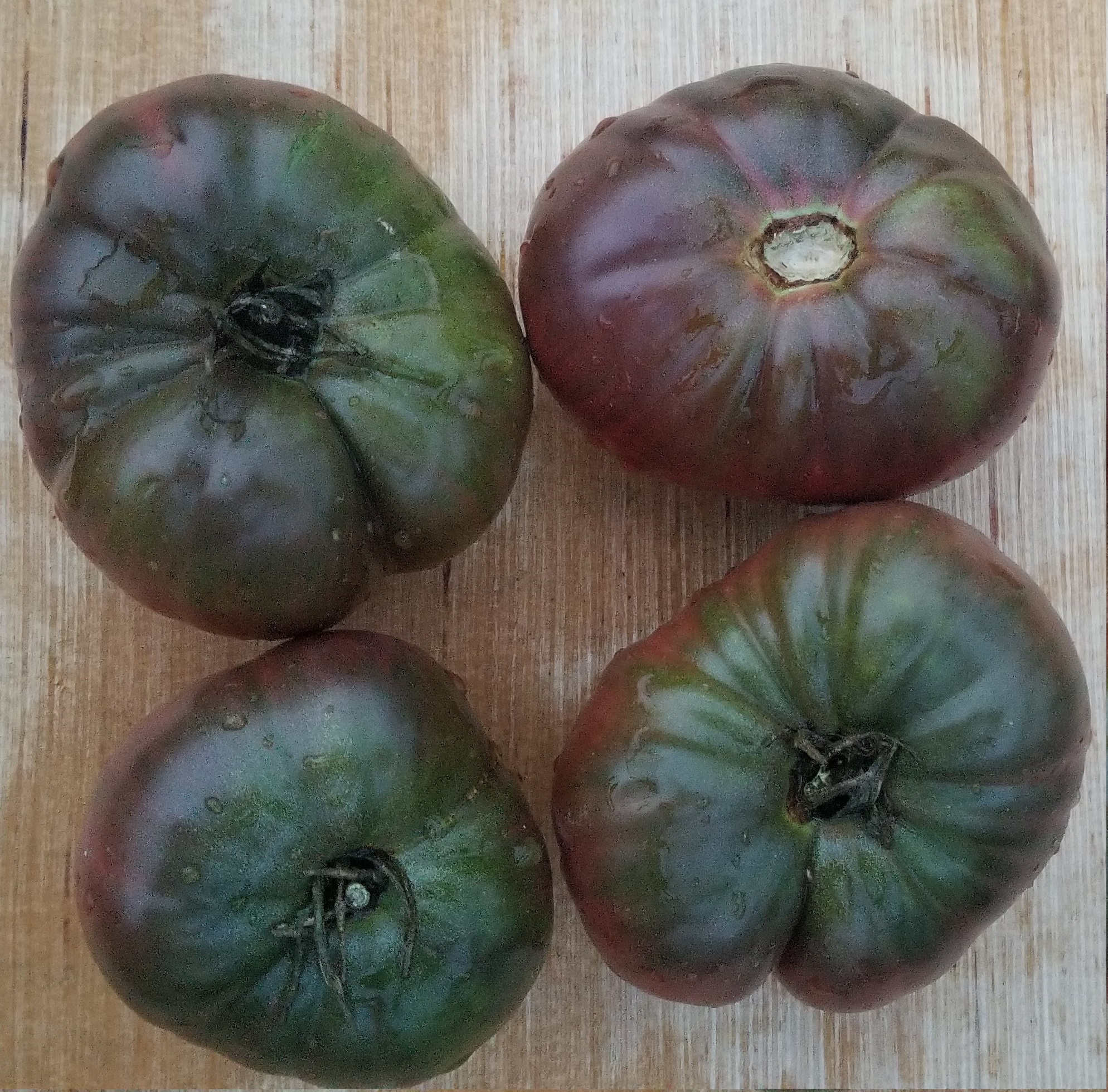 Black Seaman Tomato | Gaia Organic Seeds