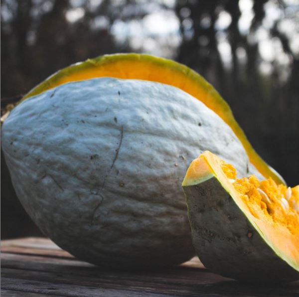 Blue Hubbard Squash - Gaia Organics