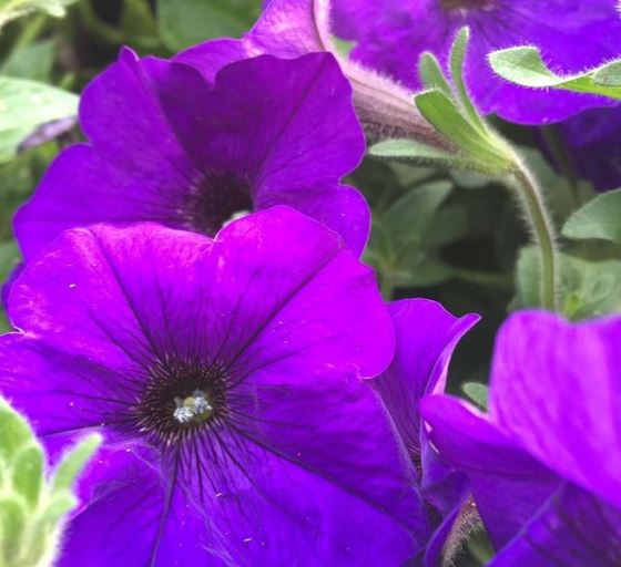 Blue Wave Petunia - Gaia Organics
