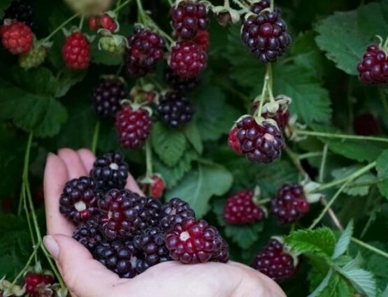 Organic Bulk Garden Seeds and Plants Supplier | Ontario