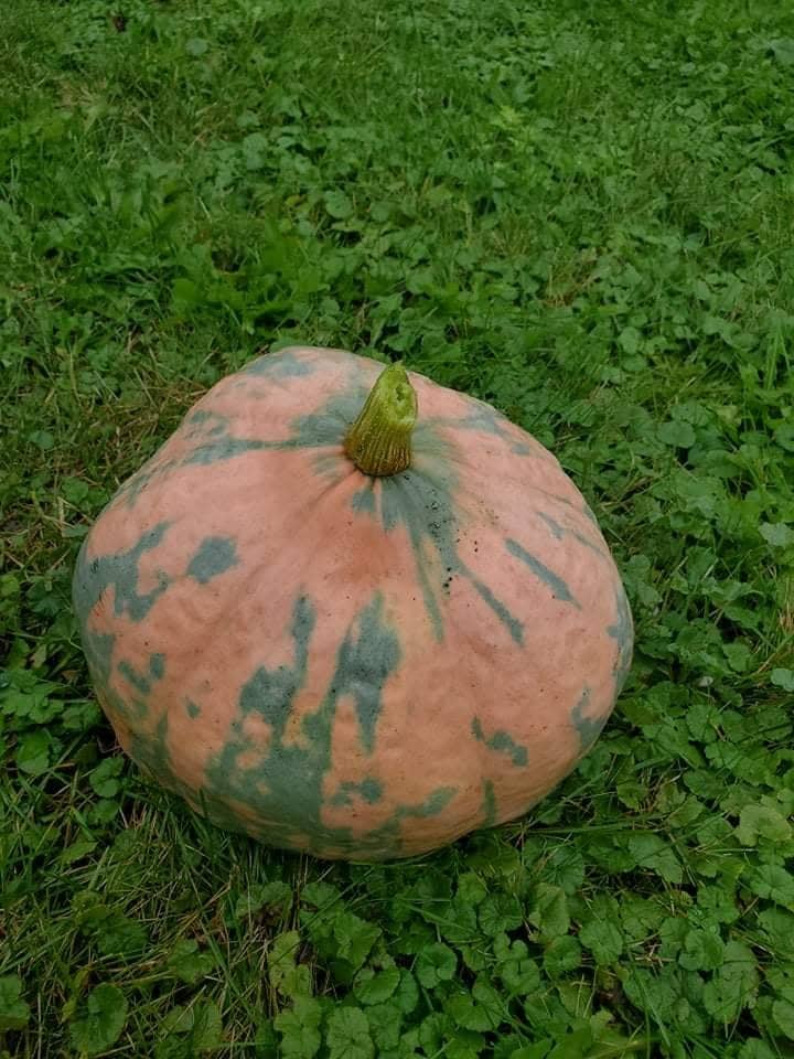 Candy Roaster Squash - Gaia Organics