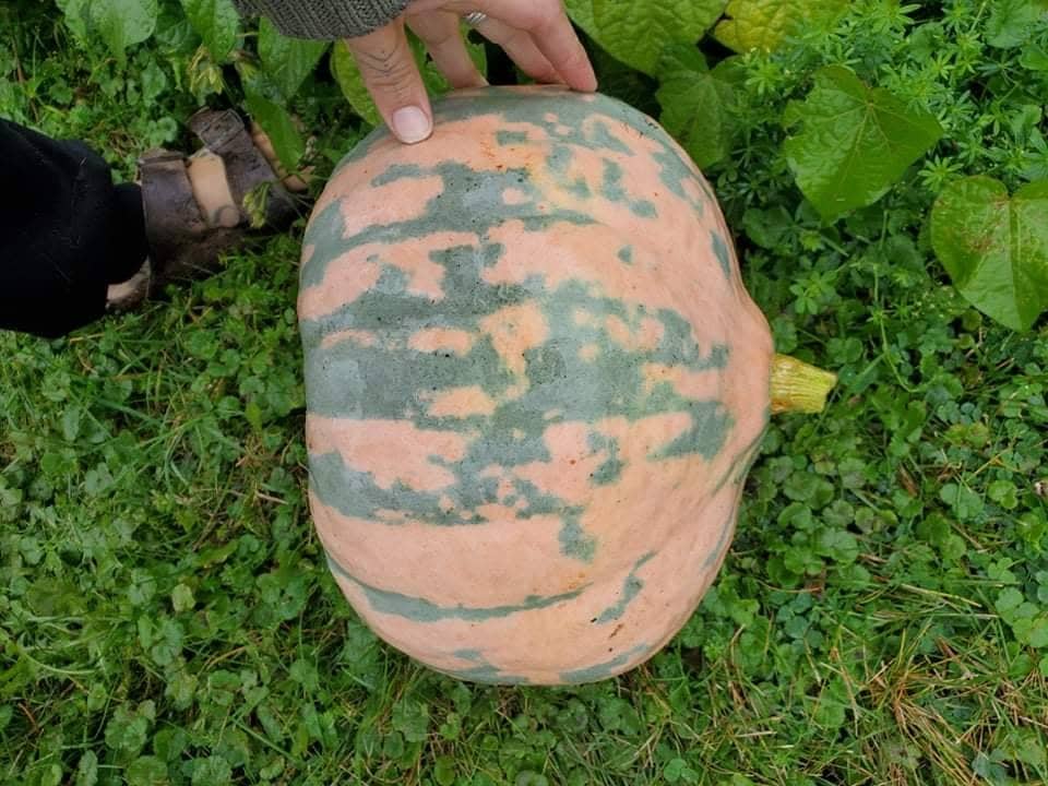 Candy Roaster Squash | Gaia Organic Seeds