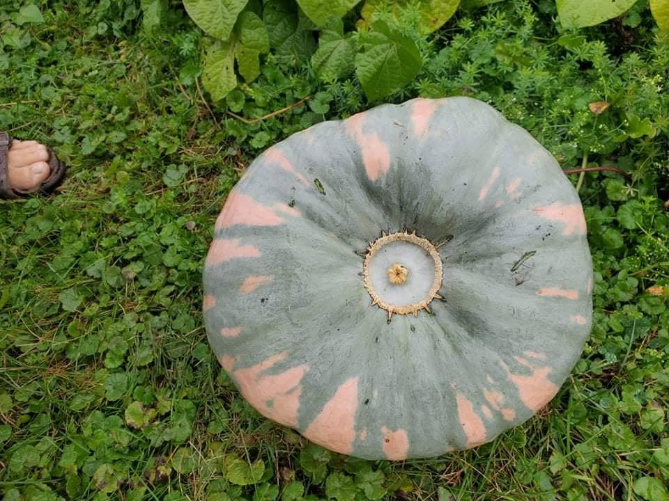 Candy Roaster Squash | Gaia Organic Seeds