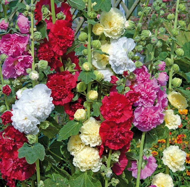 Chater's Double Hollyhock Mix - Gaia Organics