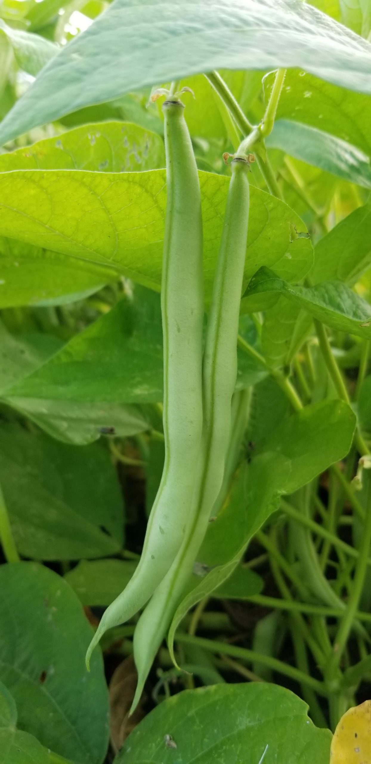Cherokee Cornfield Pole Bean - Gaia Organics