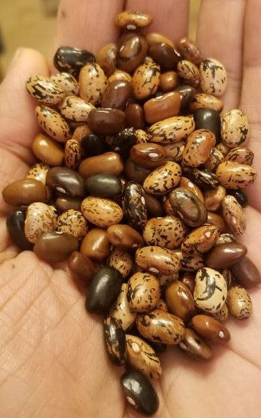 Cherokee Cornfield Pole Bean - Gaia Organics