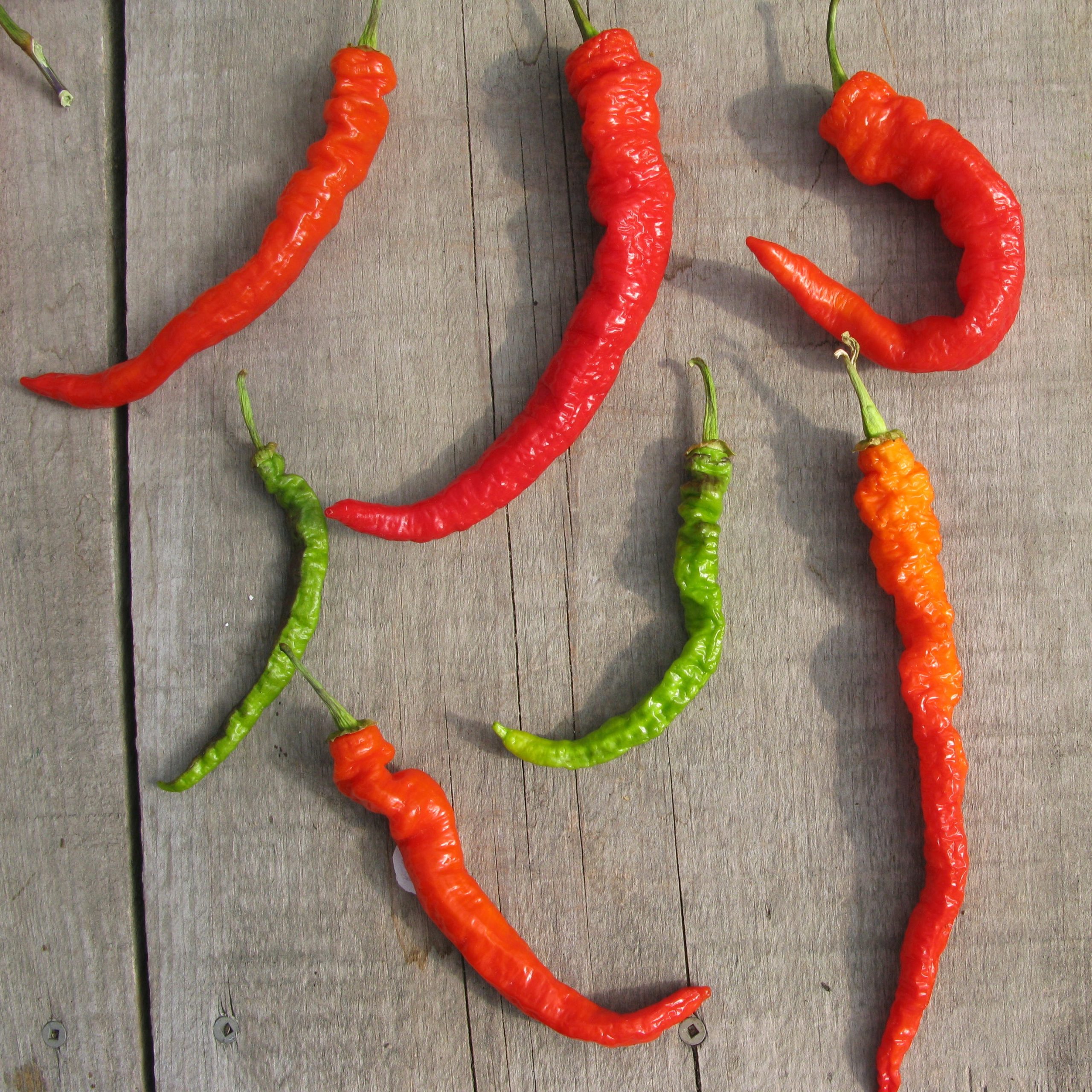 Chinese Dragon Tongue Cayenne Hot Pepper - Gaia Organics
