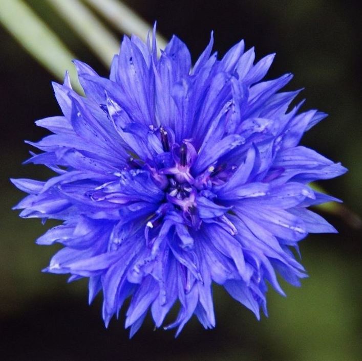 Cornflower - Gaia Organics