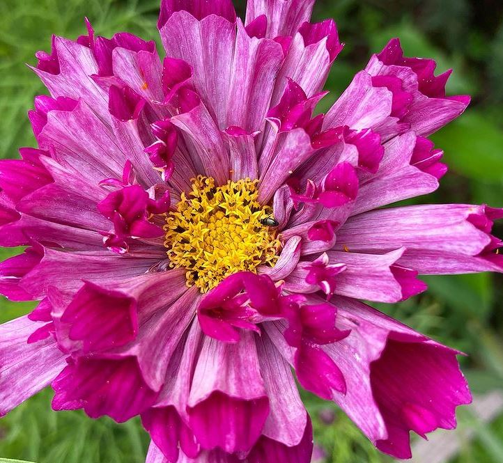 Double Click Cranberry Cosmos Mix - Gaia Organics