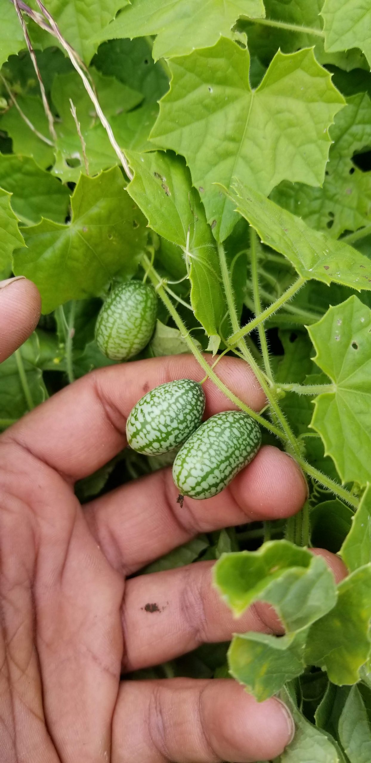 Cucamelon / Mexican Sour Gherkin | Gaia Organic Seeds