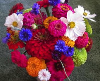 Cutflower Mix - Gaia Organics