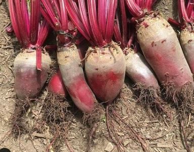 Cylindra Beet - Gaia Organics