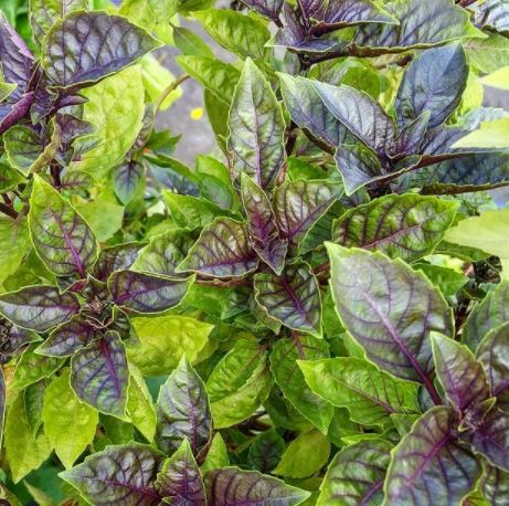 Dark Opal Basil - Gaia Organics