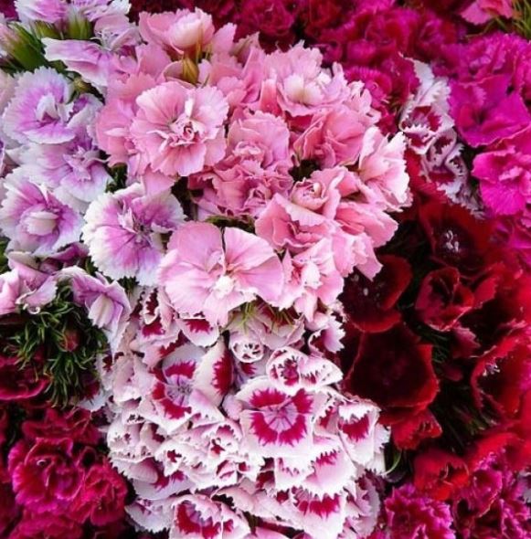Dianthus Double Choice Sweet William Mix - Gaia Organics