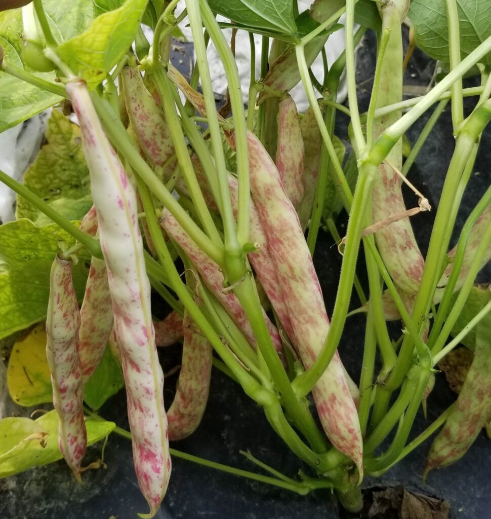Beans Supplier | Gaia Organics Plants and Seeds | Ontario