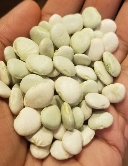 Early Thorogreen Lima Bean - Gaia Organics