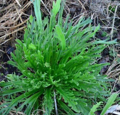 Erba Stella Greens - Gaia Organics