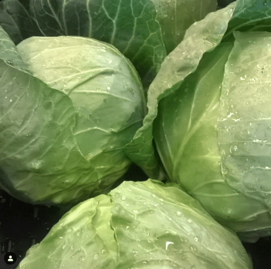 Farao F1 Cabbage - Gaia Organics