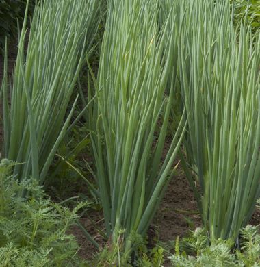 Flagpole Scallion - Gaia Organics