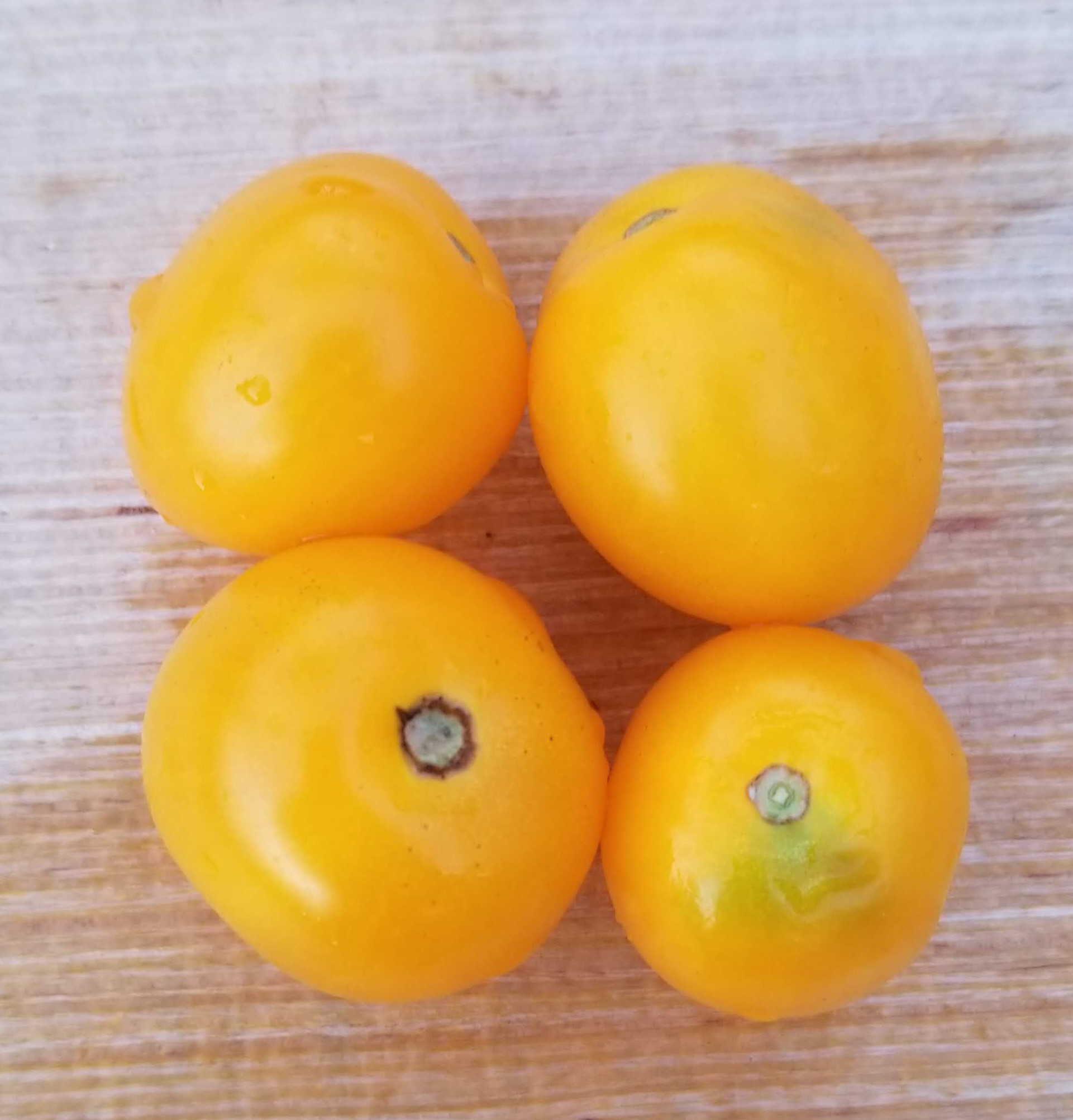 Floragold Basket Tomato - Gaia Organics